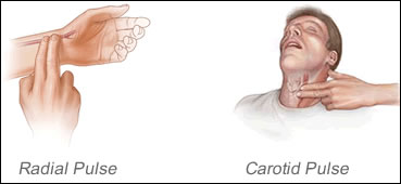 NCERT Biology Topics: How to measure PULSE RATE.