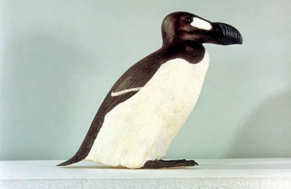 Gran alca o alca gigante (Pinguinus impennis)