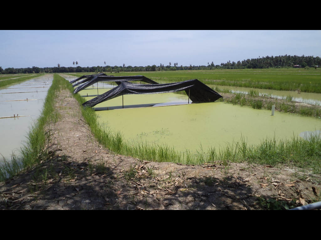 Eco Bioweed: October 2012