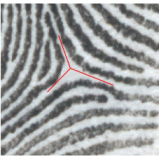 Introducción al Sistema Dactiloscópico Argentino