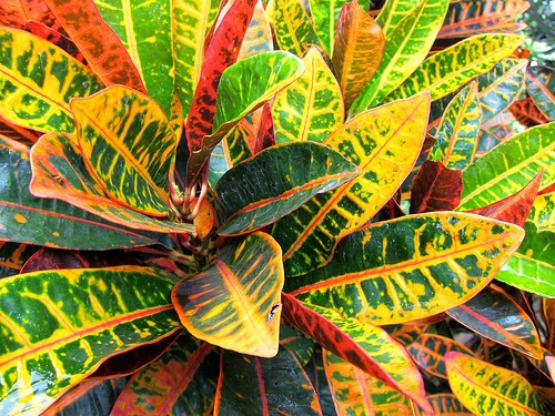 Taking Care of Croton Plants