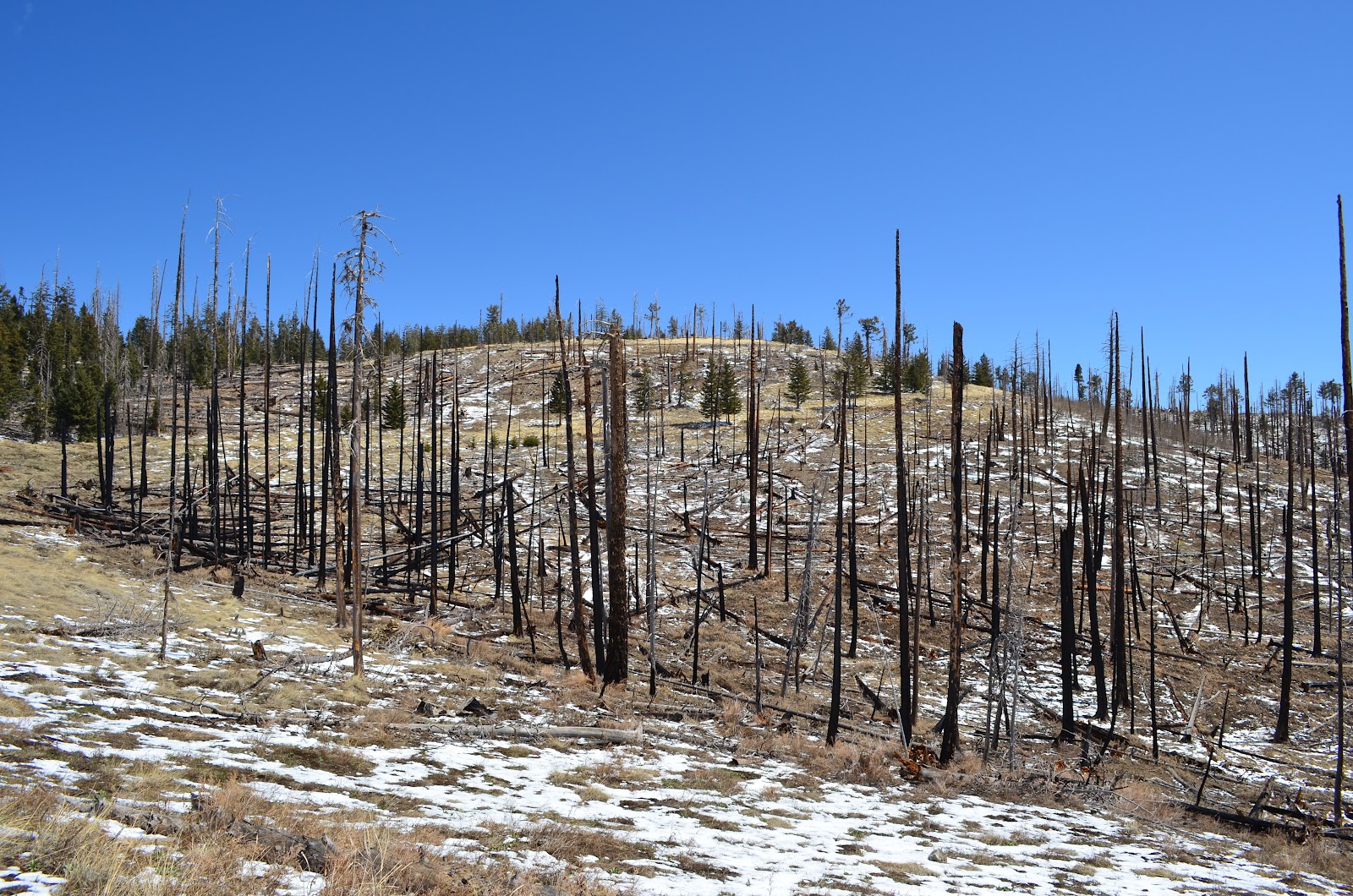 The Weak-End Warrior: Arizona Forest Fire Tour - Mount Graham, April 16 ...