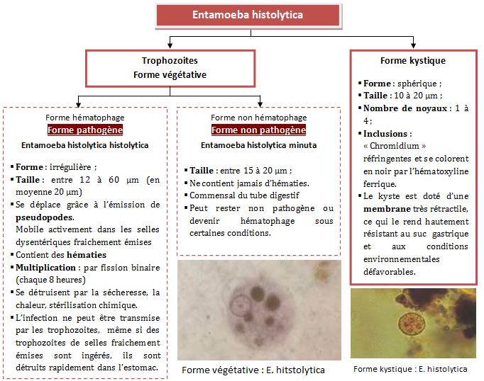 Espace Techniciens de Laboratoire: Amibe pathogène : Entamoeba ...