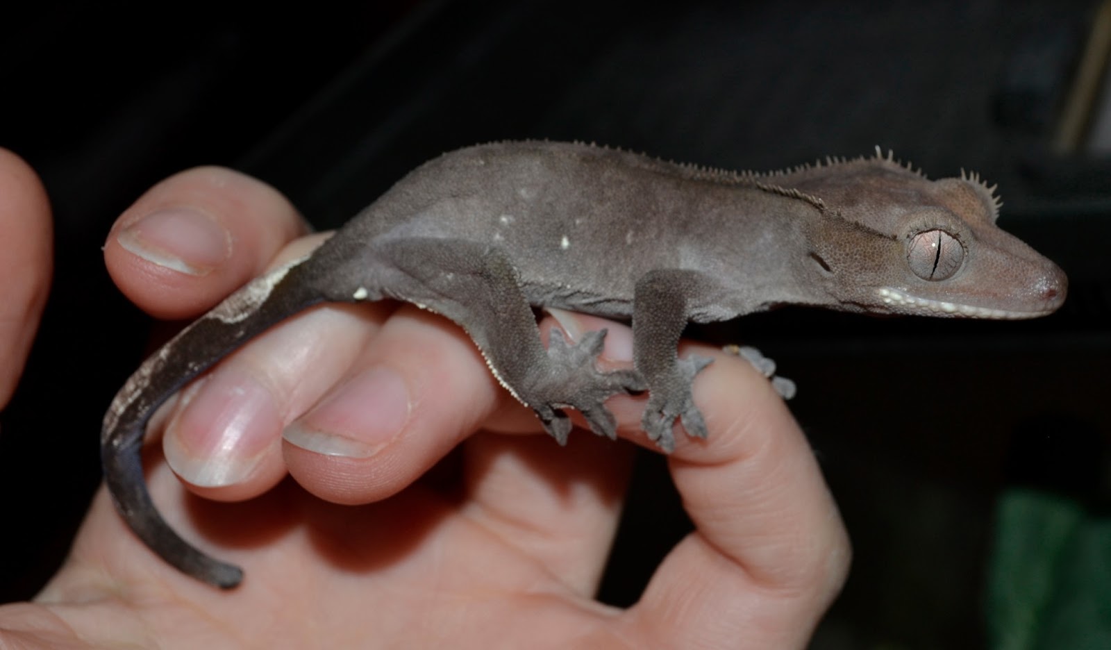 Crested Geckos Blog: Grey Geckos Photos