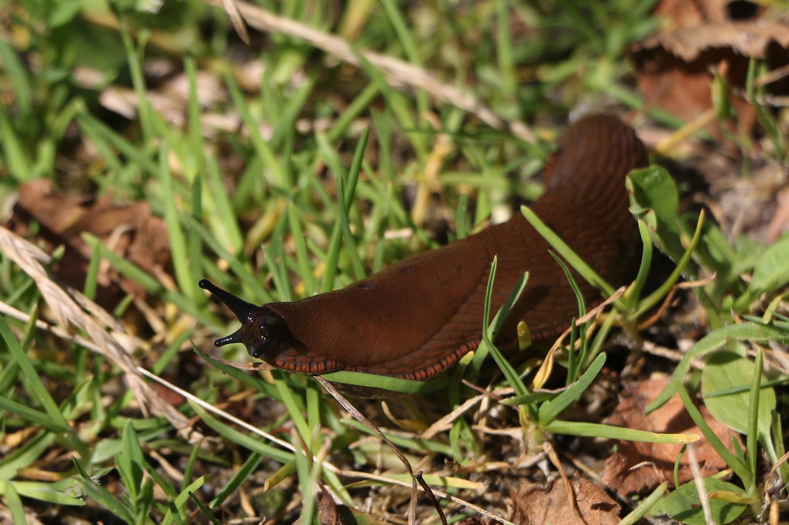 Mine naturfotos: Have og skov 5/8 - snegle