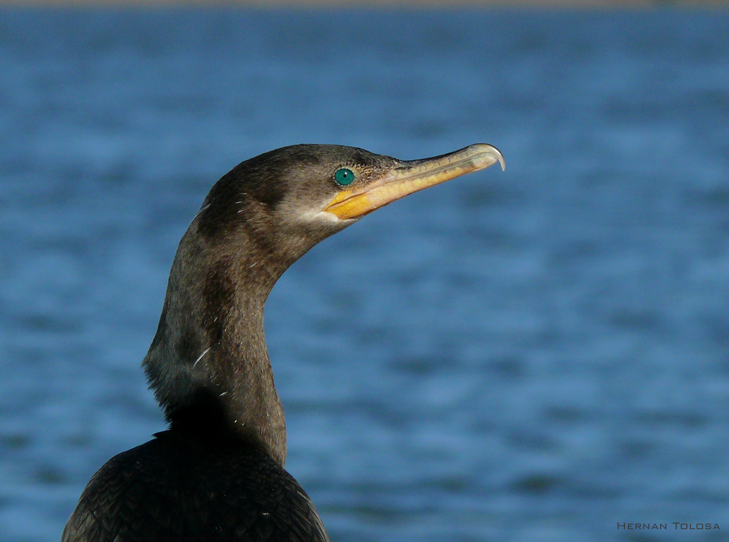 Aves de Argentina: Biguá (Phalacrocorax brasilianus)