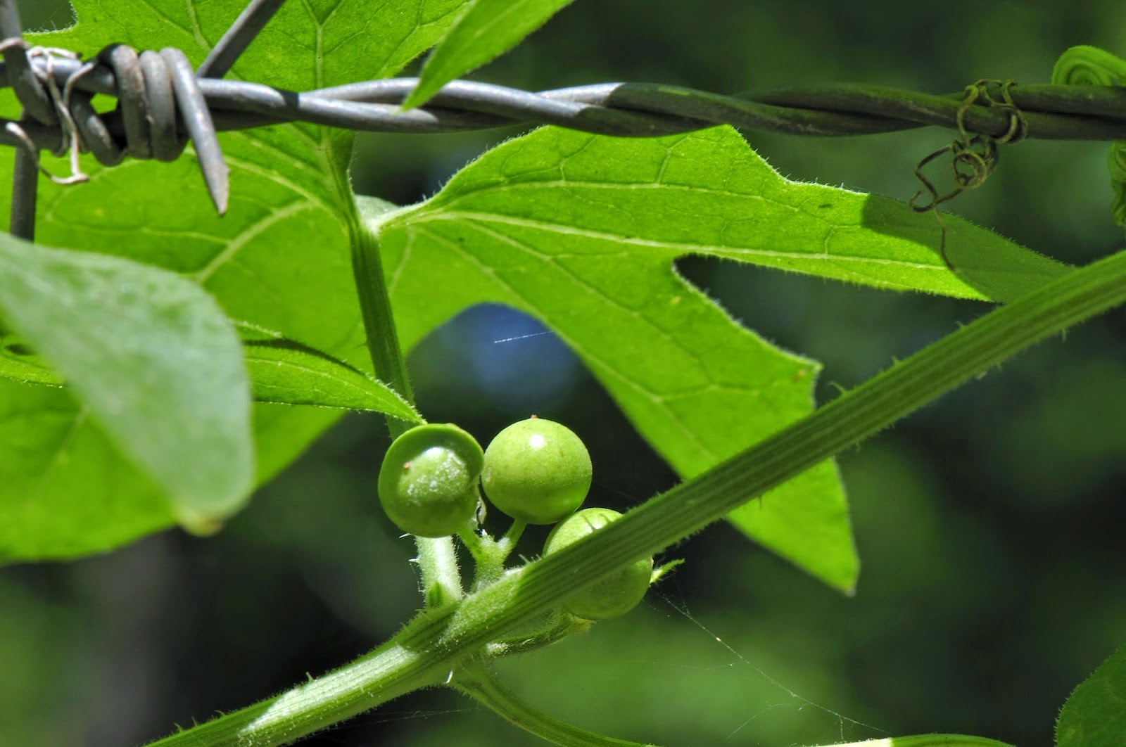 Desde Alájar: Nueza blanca. Brionia