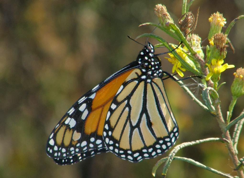 Algarve's Nature: Danaus plexippus // Monarca // Monarch Algarve's Nature: Danaus plexippus // Monarca // Monarch