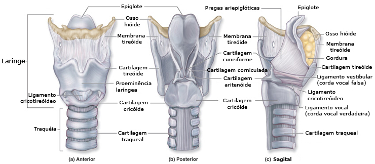 **Fonoaudiología**: Membranas, Ligamentos y Articulaciones de la laringe