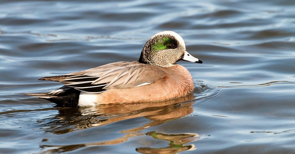 Bitstop: Wigeons