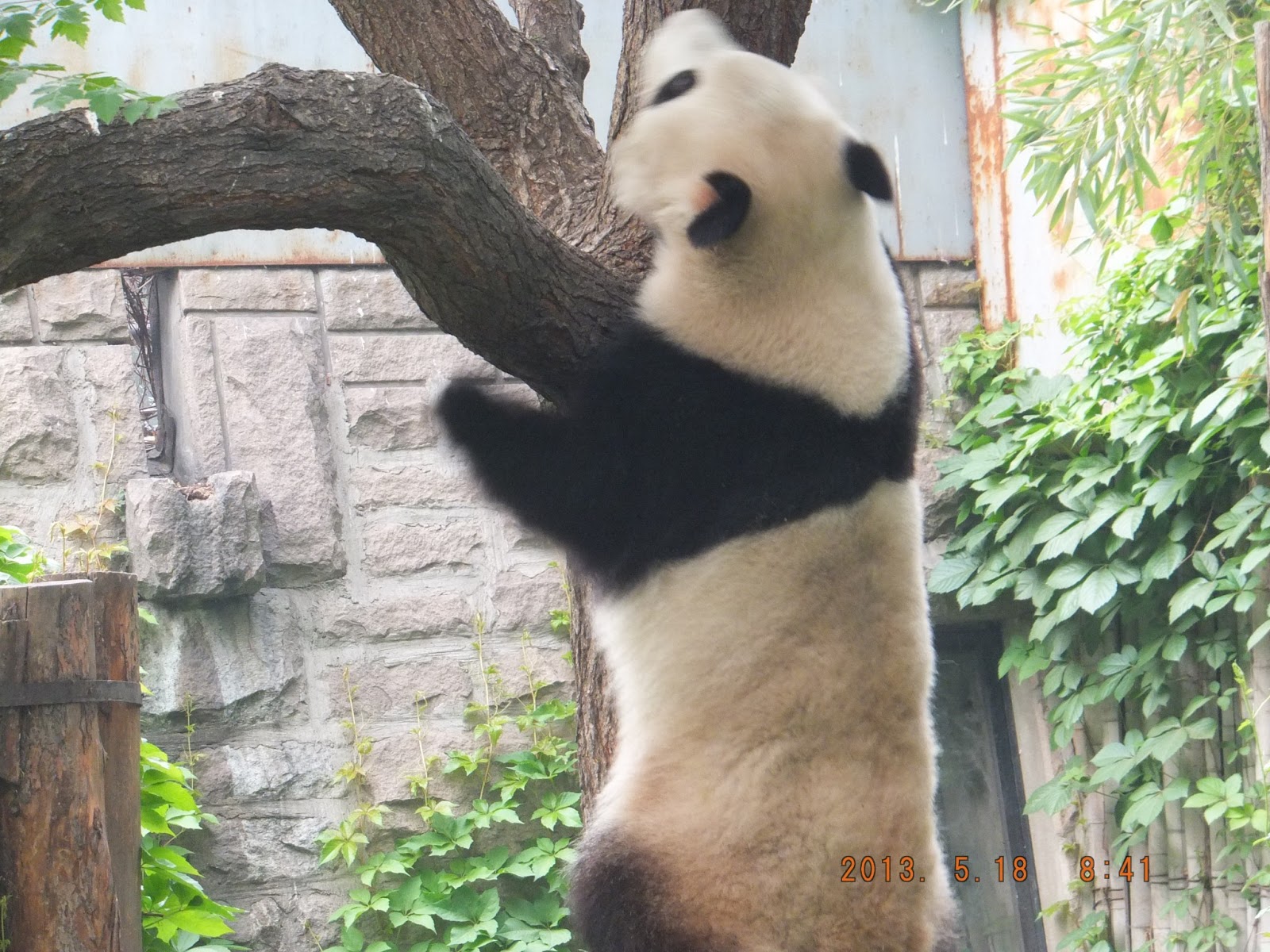 Bach's Chinese Rail Tour : May 18, 2013 Beijing - Panda House, Summer ...