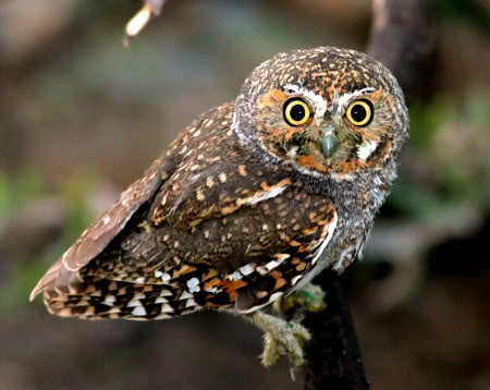 Sure, OWL can be Your Best Partner: Beberapa Jenis OWL