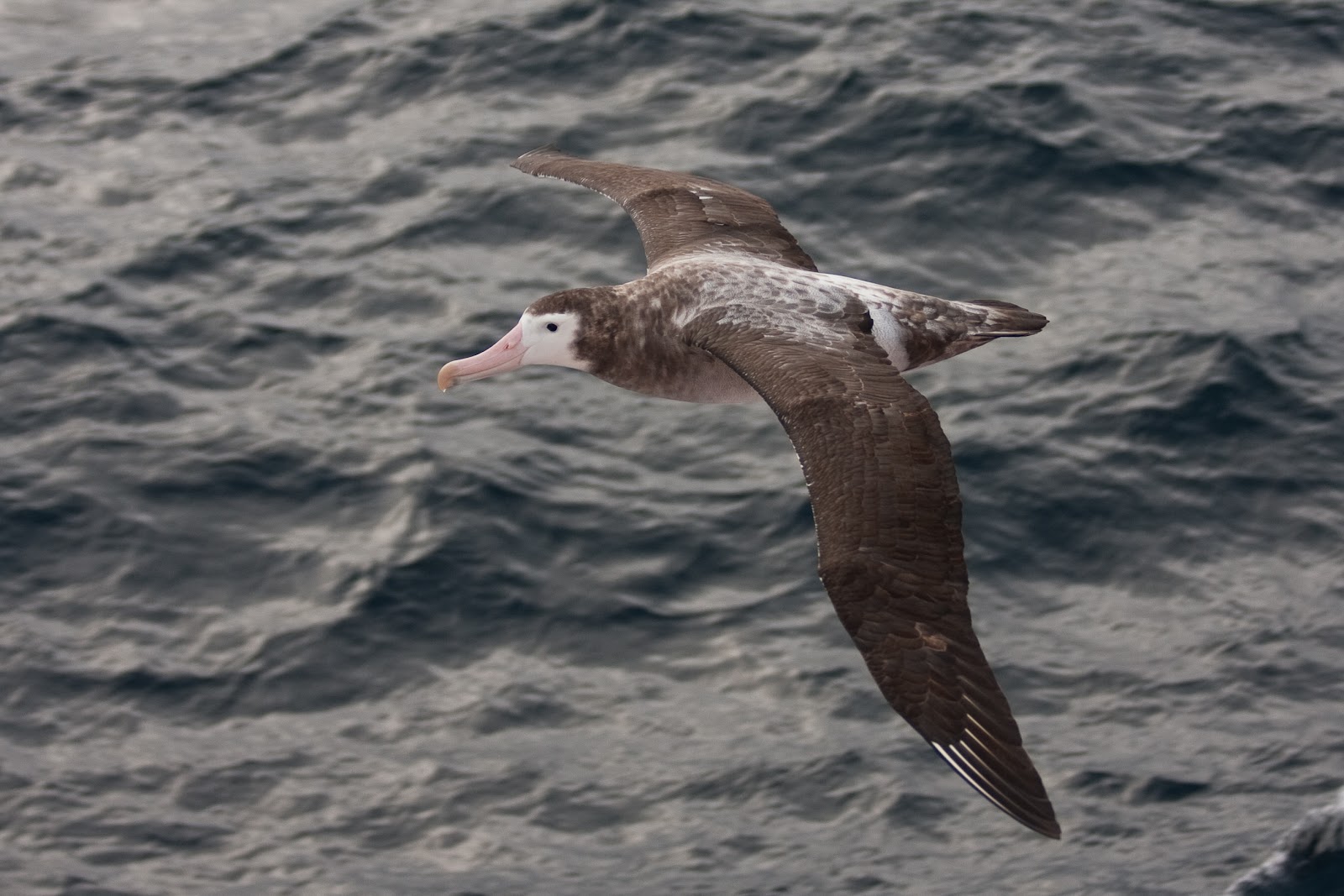 Southern Ocean and Antarctica: Albatross Film from Midway - appeal