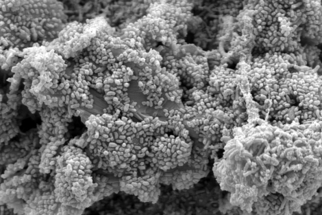 Bacterias Actuaciencia: Geobacter sulfurreducens depura el agua y ...