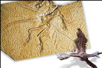 Fossil Adventure: Aparecieron las aves..... y vienen volando.