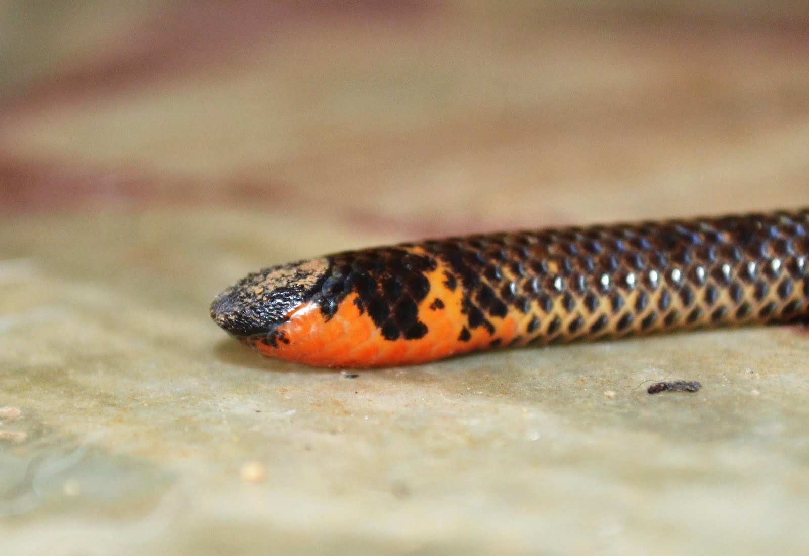 Photography & Me: Shield-Tailed Snake