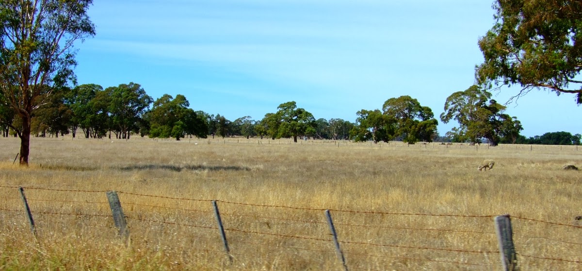 Meander to the Max: Megafauna! And ... where's the water? Bool Lagoon ...