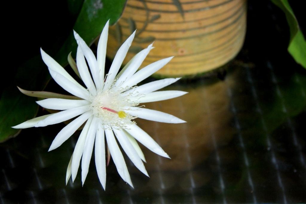 My little vegetable garden: another bunga bakawali