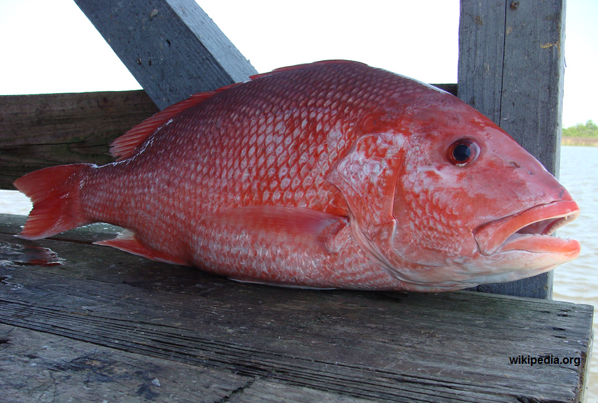 25 Manfaat Ikan Kakap Untuk Kesehatan Tubuh - design rumah modern