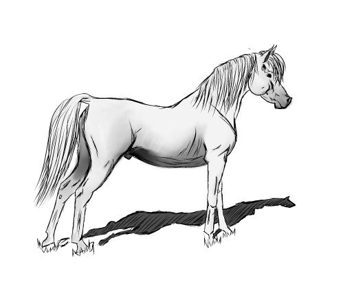 Live Laugh Ride: How to draw an Arabian Horse