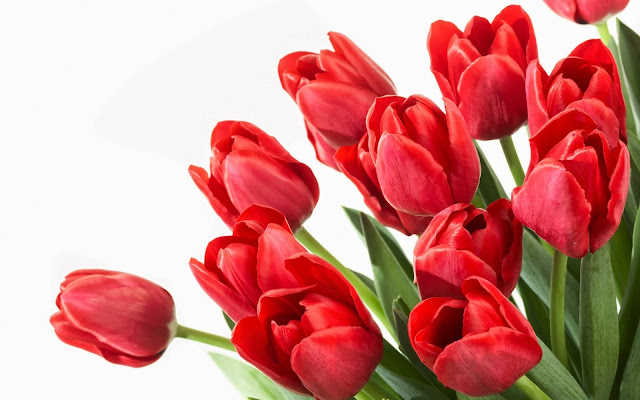 tulip-flowers_2560x1600_80018.jpg