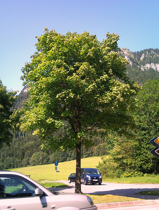 Árboles con alma: Arce Real. Erable. (Acer platanoides) Árboles con alma: Arce Real. Erable. (Acer platanoides)