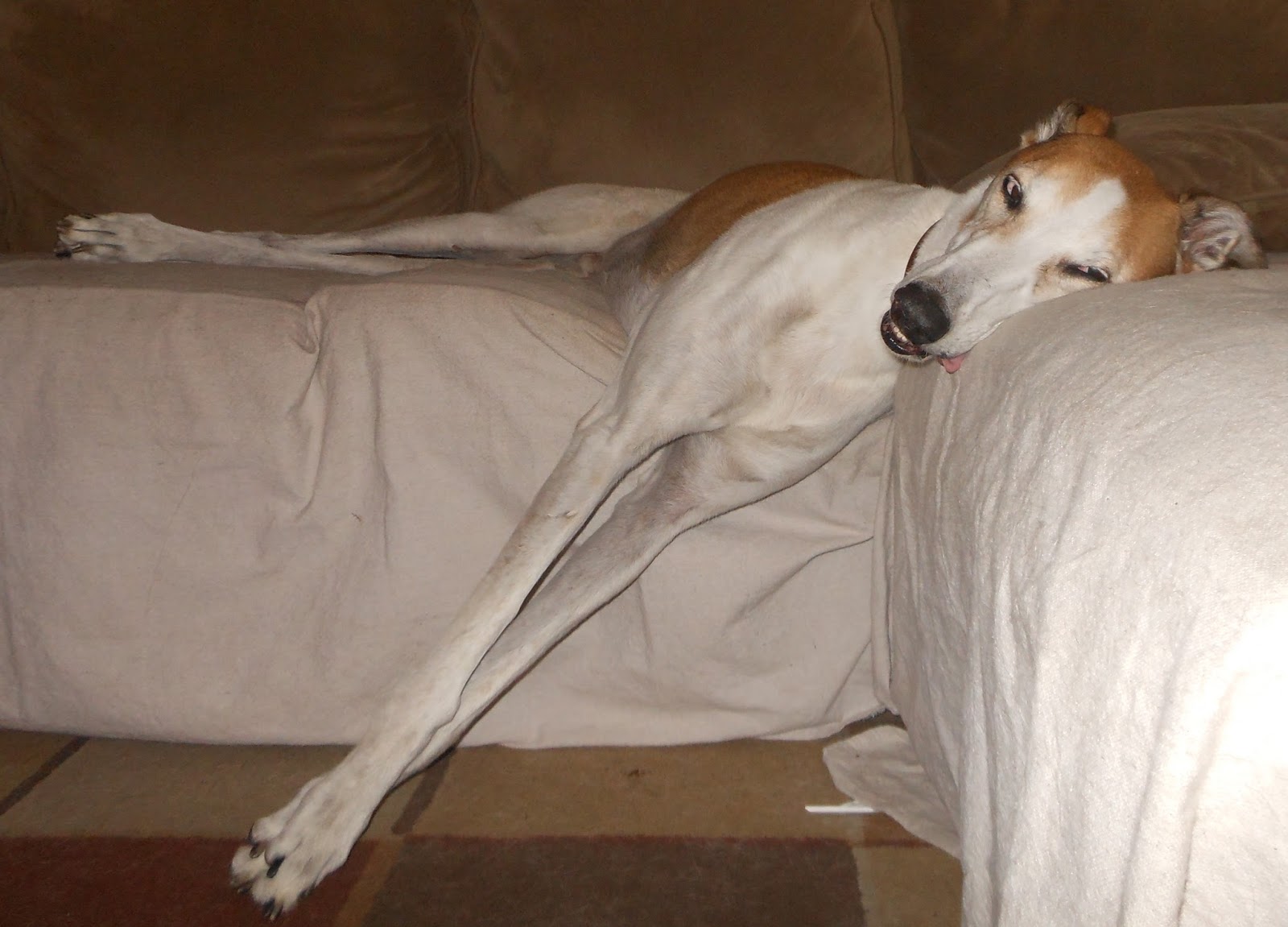 Northern Lights Greyhound Adoption Dog Blog: NLGA Photo Roundup ...