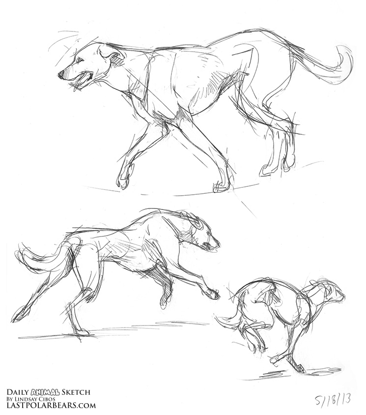 Lindsay Cibos' Art Blog: Daily Animal Sketch – Koalas, Dogs, and Lemurs