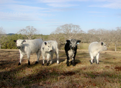 British White Cattle in Southeast Texas - JWest Cattle Company