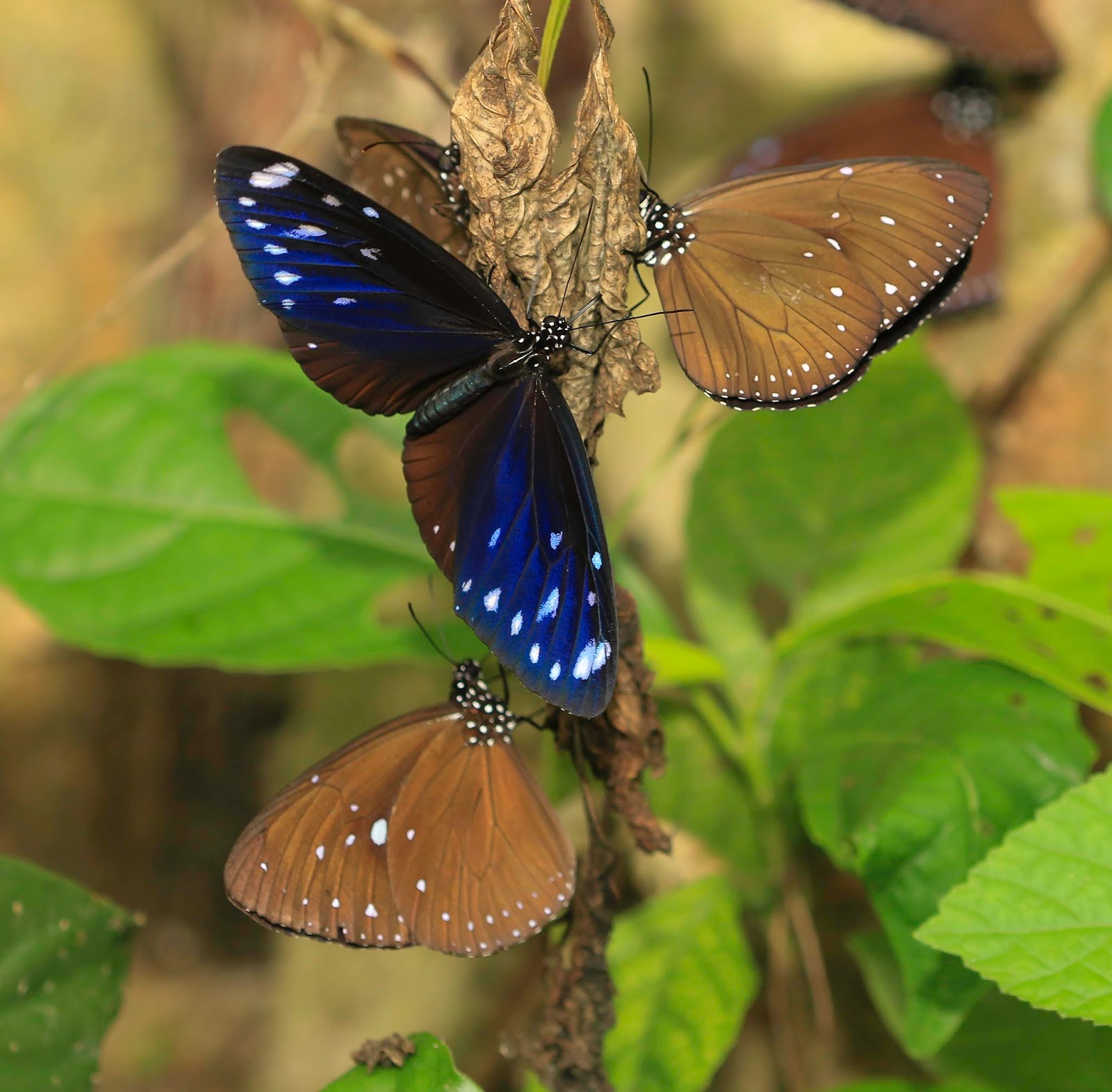 Butterflies of Vietnam: 261. Euploea tulliolus dehaani (The Dwarf Crow)