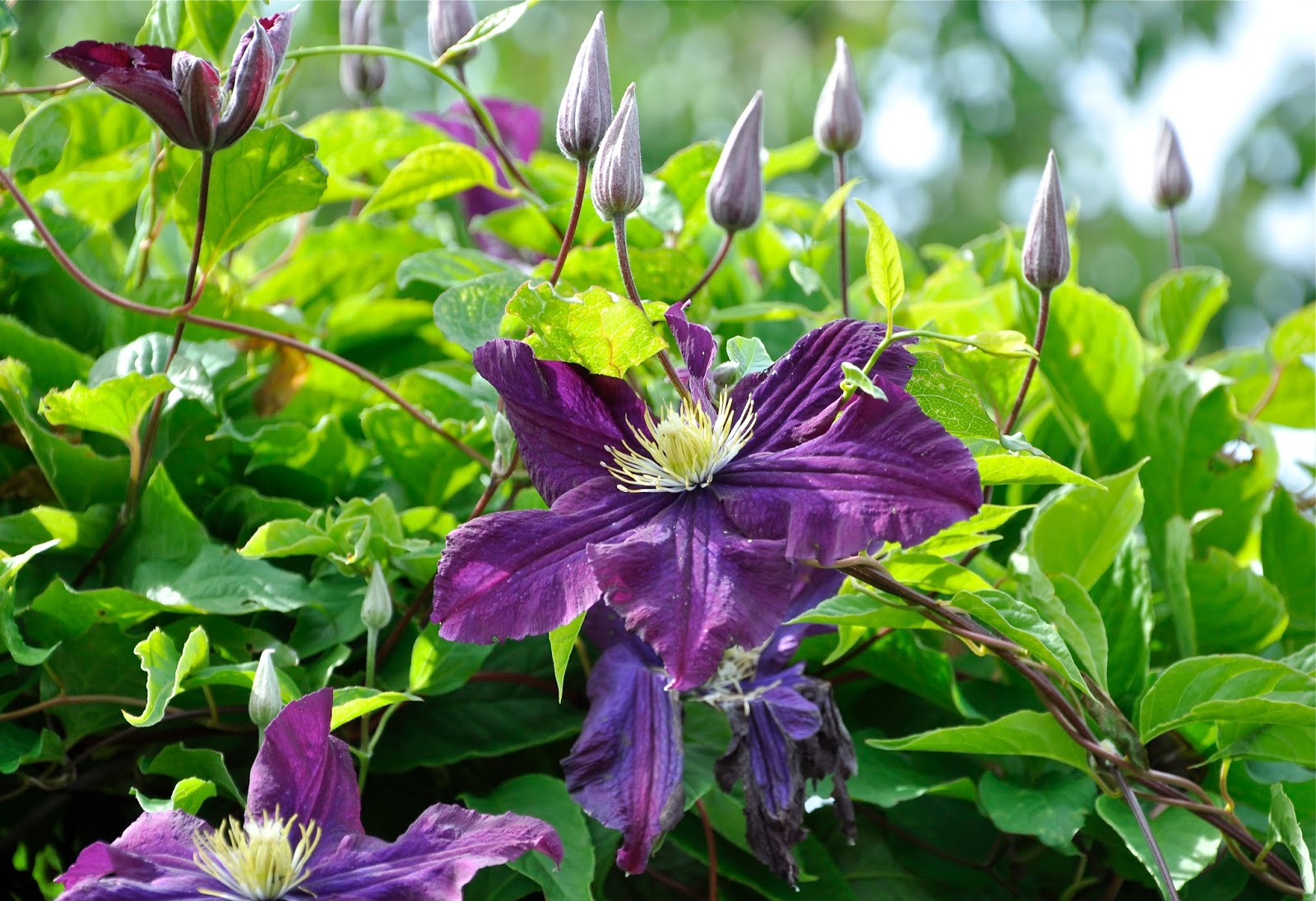 Alen Trädgård: Blommande rankor:)