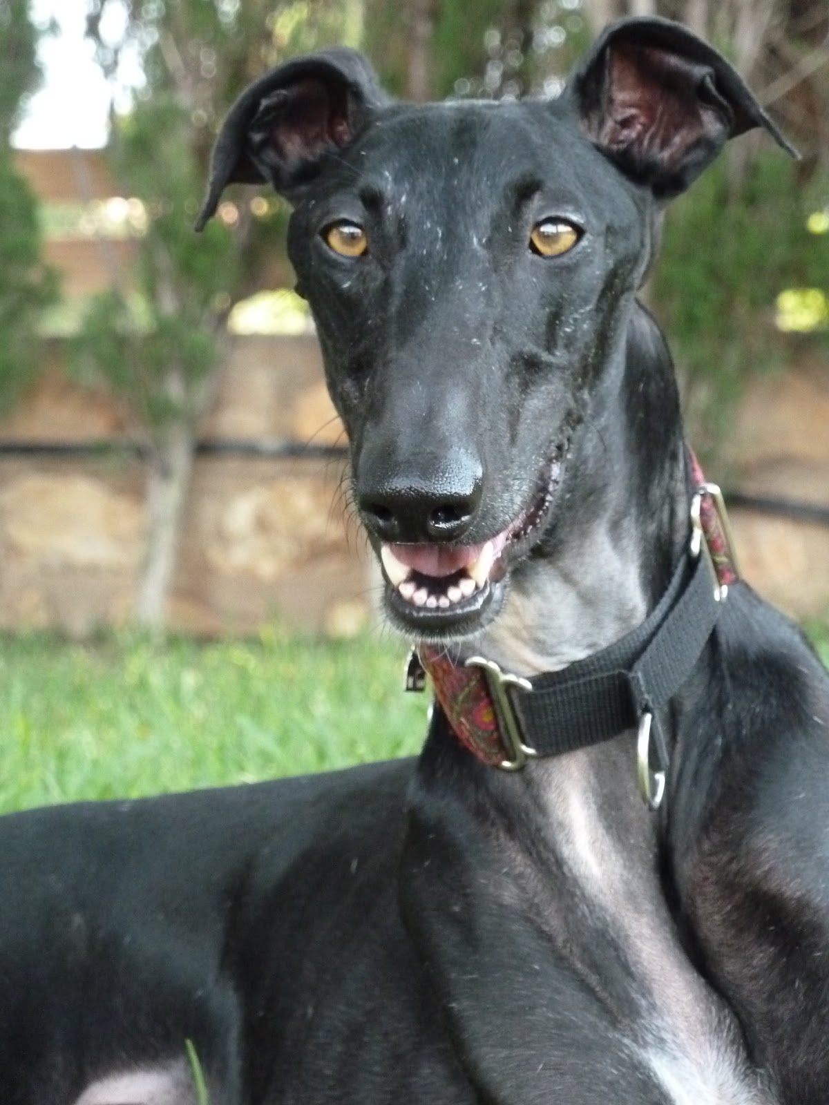 Epi y Teo ,una buena de galgos: BUENAS RAZONES PARA ADOPTAR UN GALGO NEGRO.