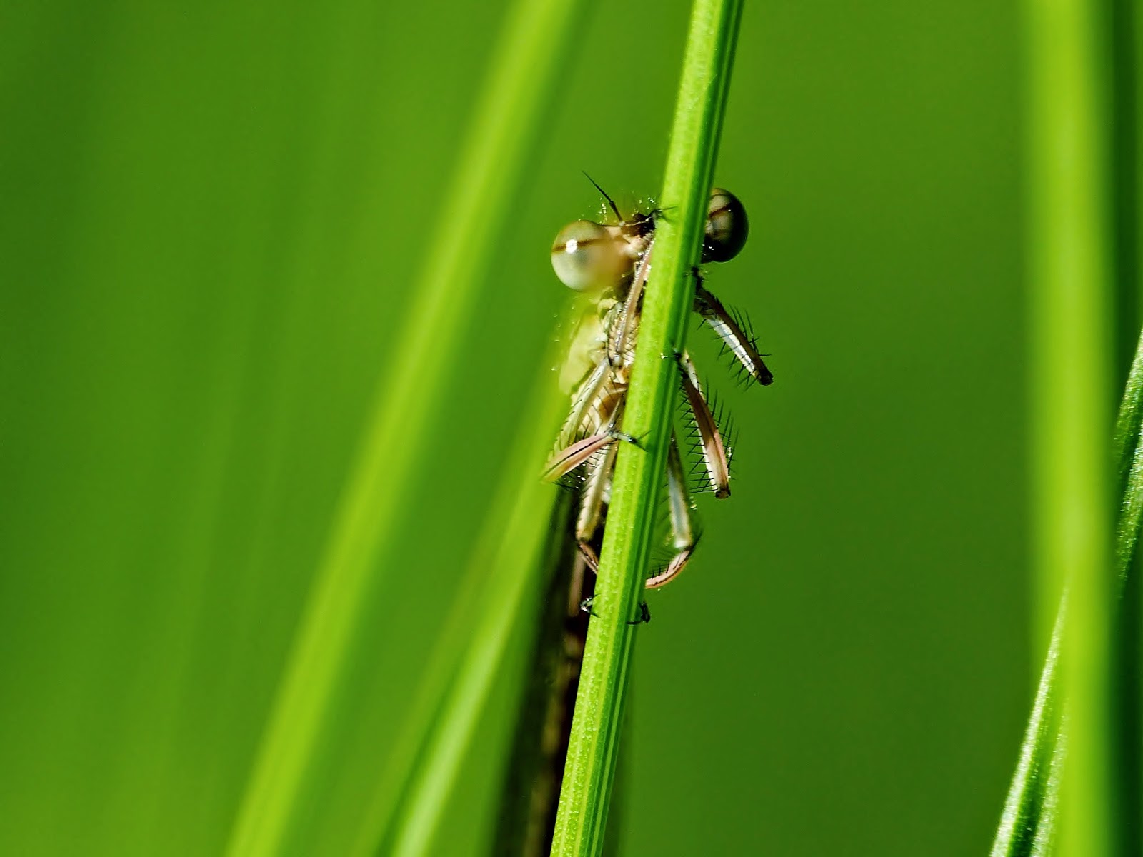 Photos d'insectes: Les Odonates (Libellules et Demoiselles)