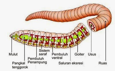 Kingdom Animalia : Filum Annelida dan Mollusca - MAHKOTA SAINS