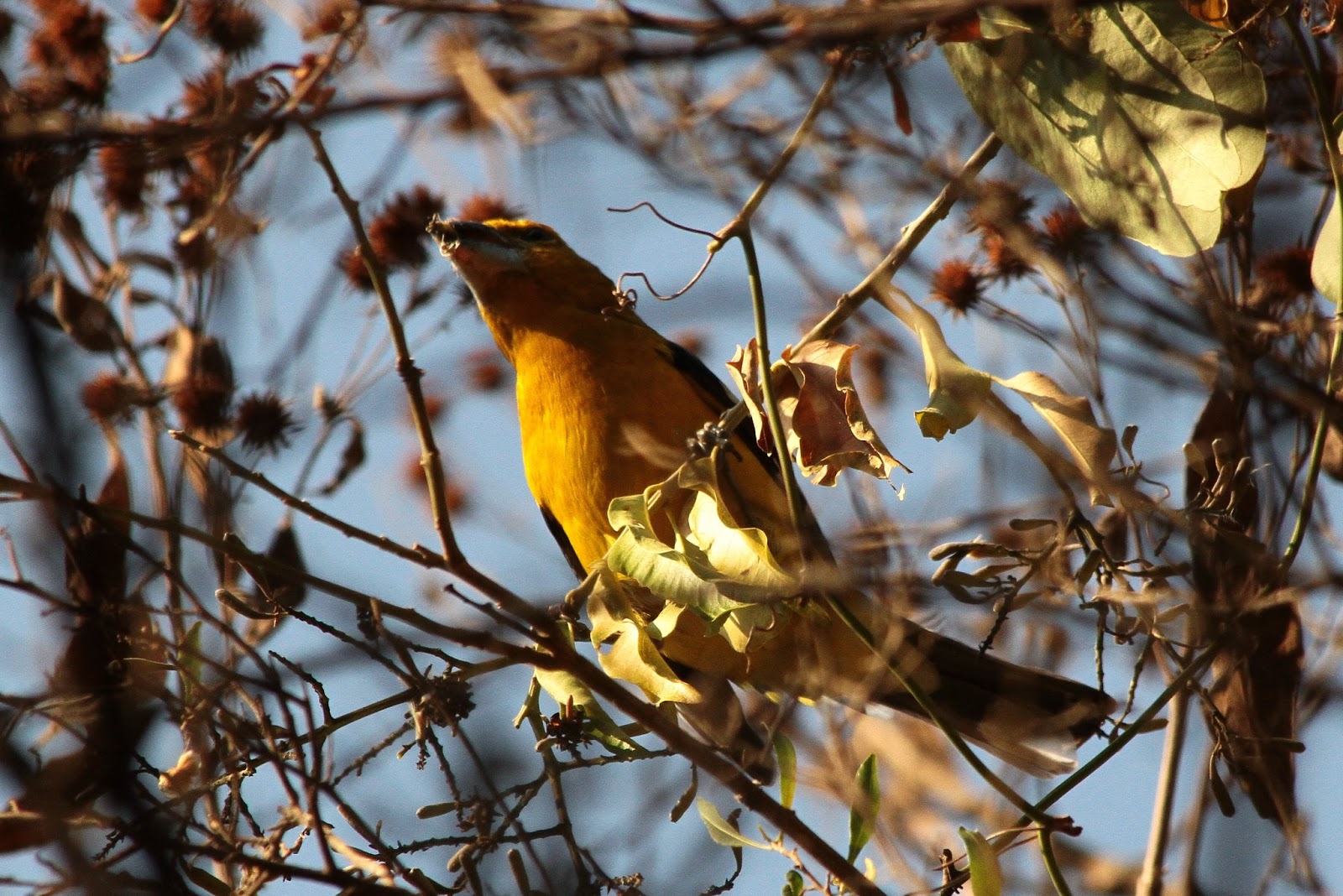 Nuestro bello mundo...: Subiendo a Sabas Nieves, El Avila, Abril 2013
