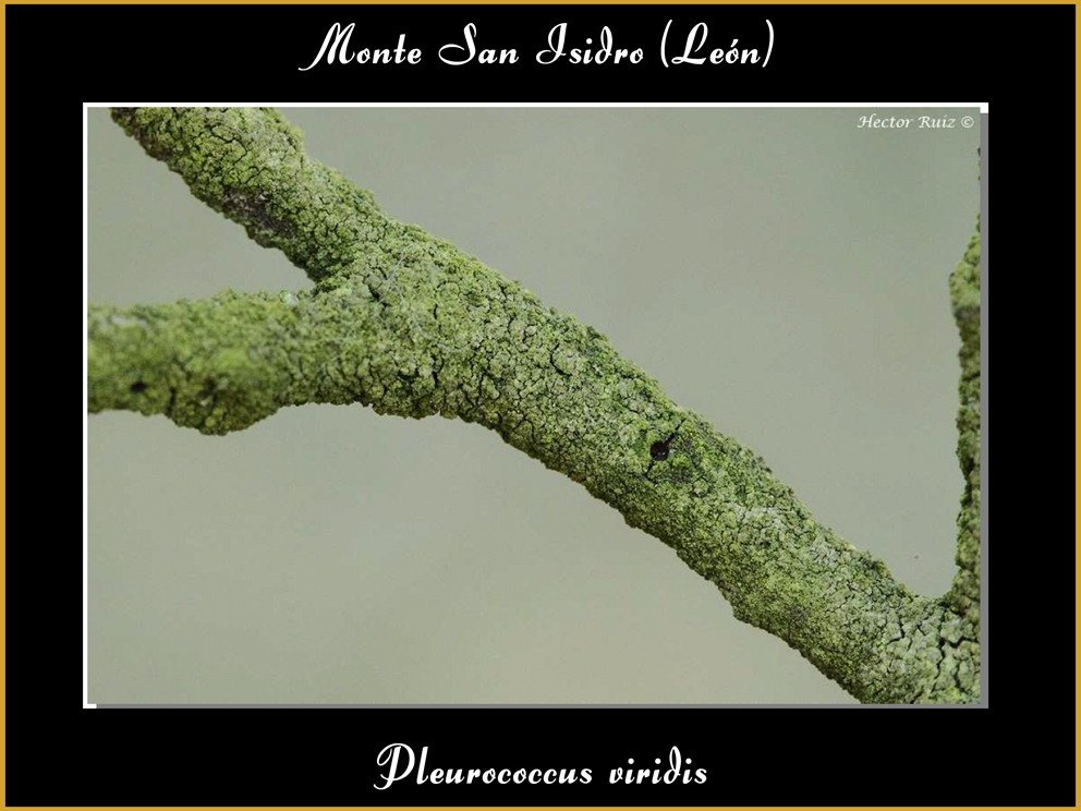 MONTE SAN ISIDRO (León): Pleurococcus viridis