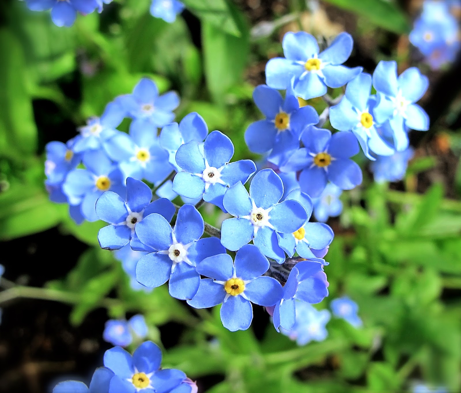 Addicted to Making: Forget-me-knots & starting again..