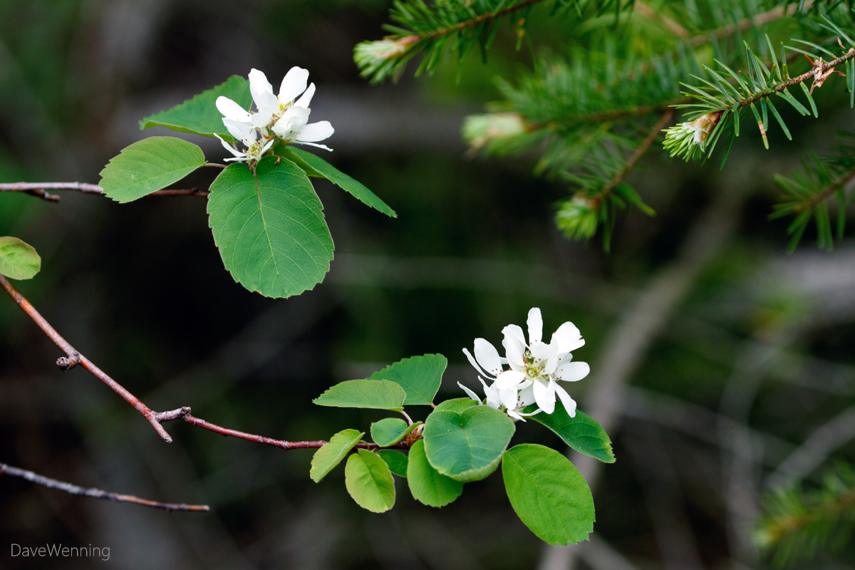 National Wildflower Week: A Kukutali Collection