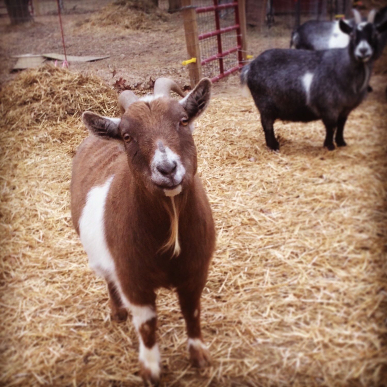 Goats Gone Grazing Acres: Goats, Goats, and More Goats