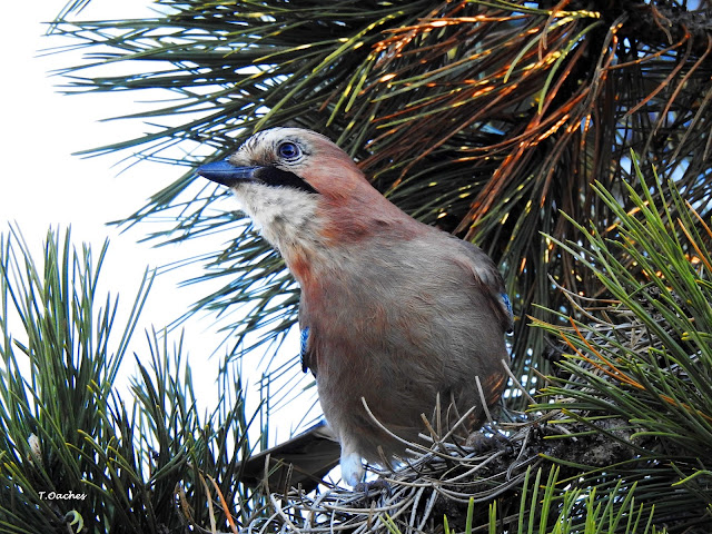 PASARI DIN ROMANIA: GAITA, Garrulus glandarius