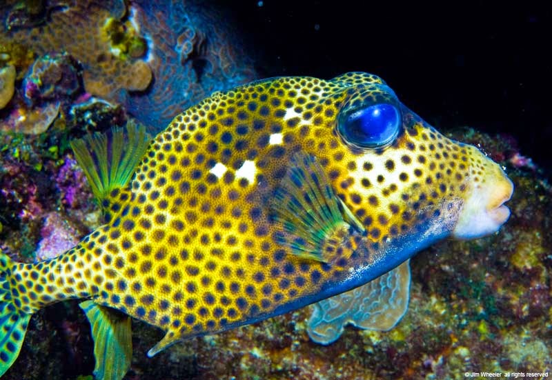 The Spotted TrunkFish | Fun Animals Wiki, Videos, Pictures, Stories