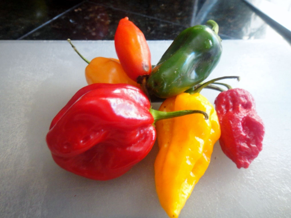 Mom, What's For Dinner?: Cilantro Pepper Chutney