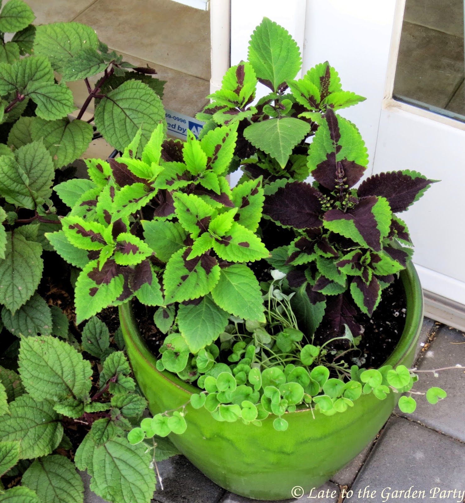 Late to the Garden Party: My favorite plant of the week: Coleus ...