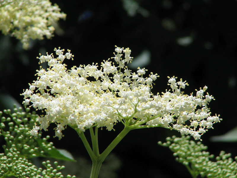 LA MULȚI ANI, ROMÂNIA!: Flori de soc