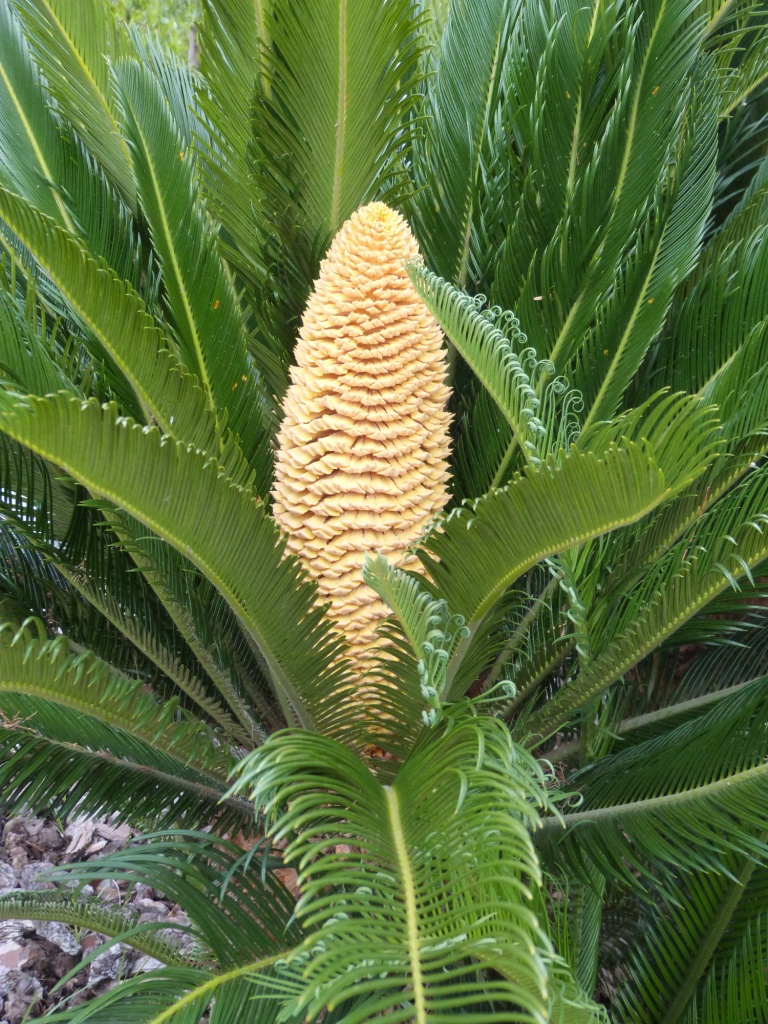 Taxonomia Plantae no Magnoliopsida: Phylum Tracheophyta Clase Cycadopsida