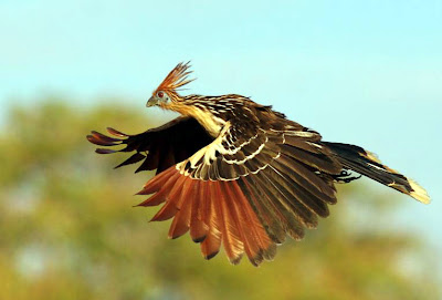 Hoatzin | Bird Basic Facts & Lovely Pictures | Beauty Of Bird