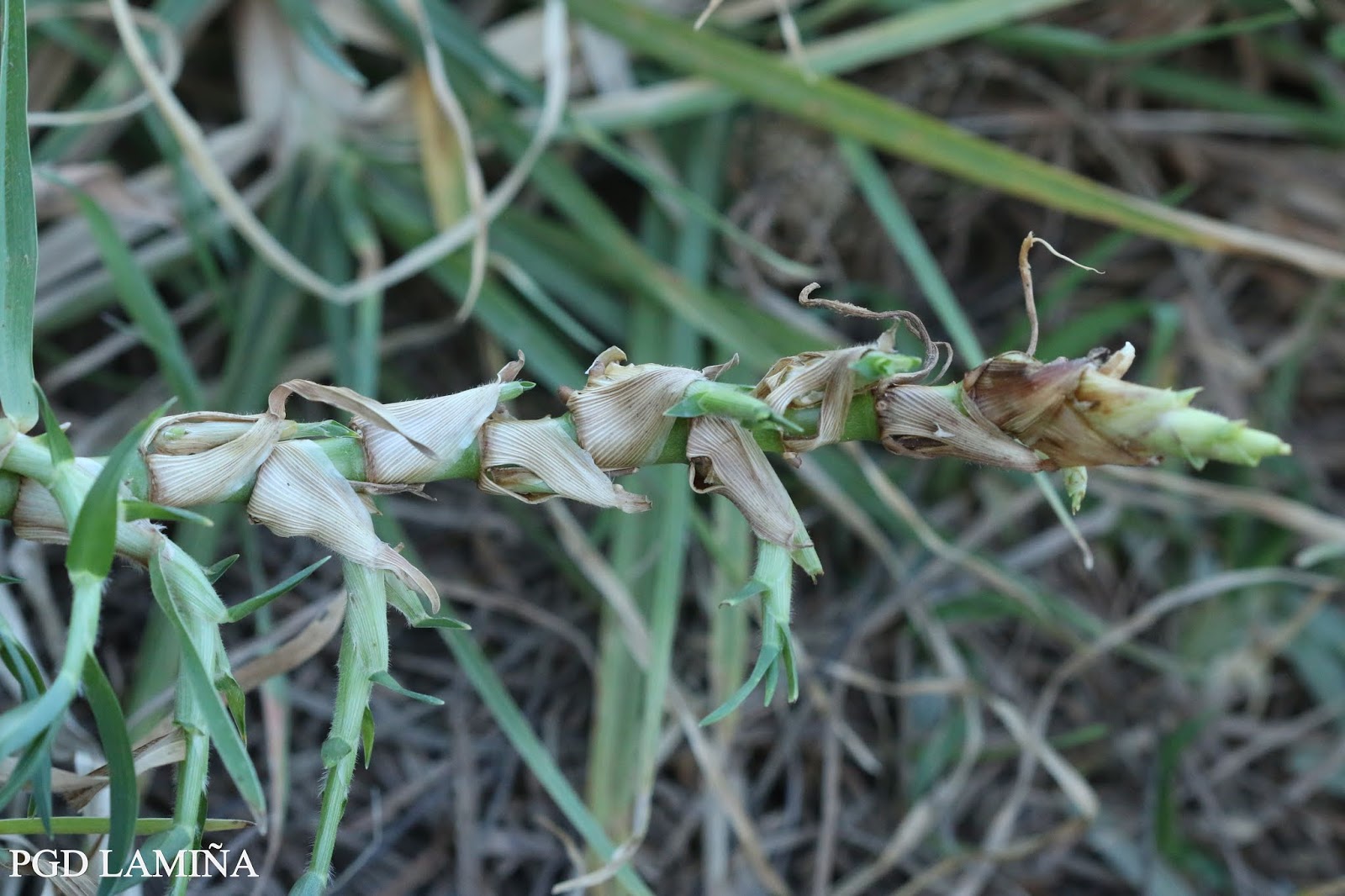 PENNISETUM CLANDESTINUM. kikuyo. pasto africano.