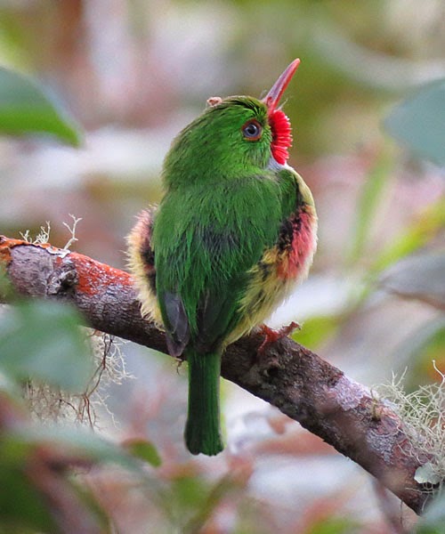 Birdernaturalist: Jamaica's Endemic Birds