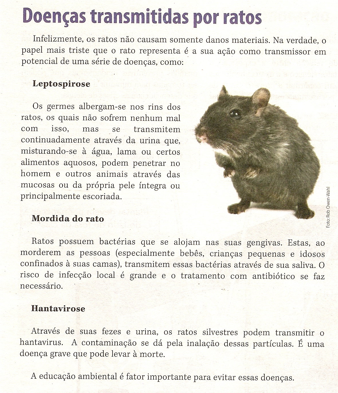PASTORAL DA CRIANÇA: DOENÇAS TRANSMITIDAS POR RATOS