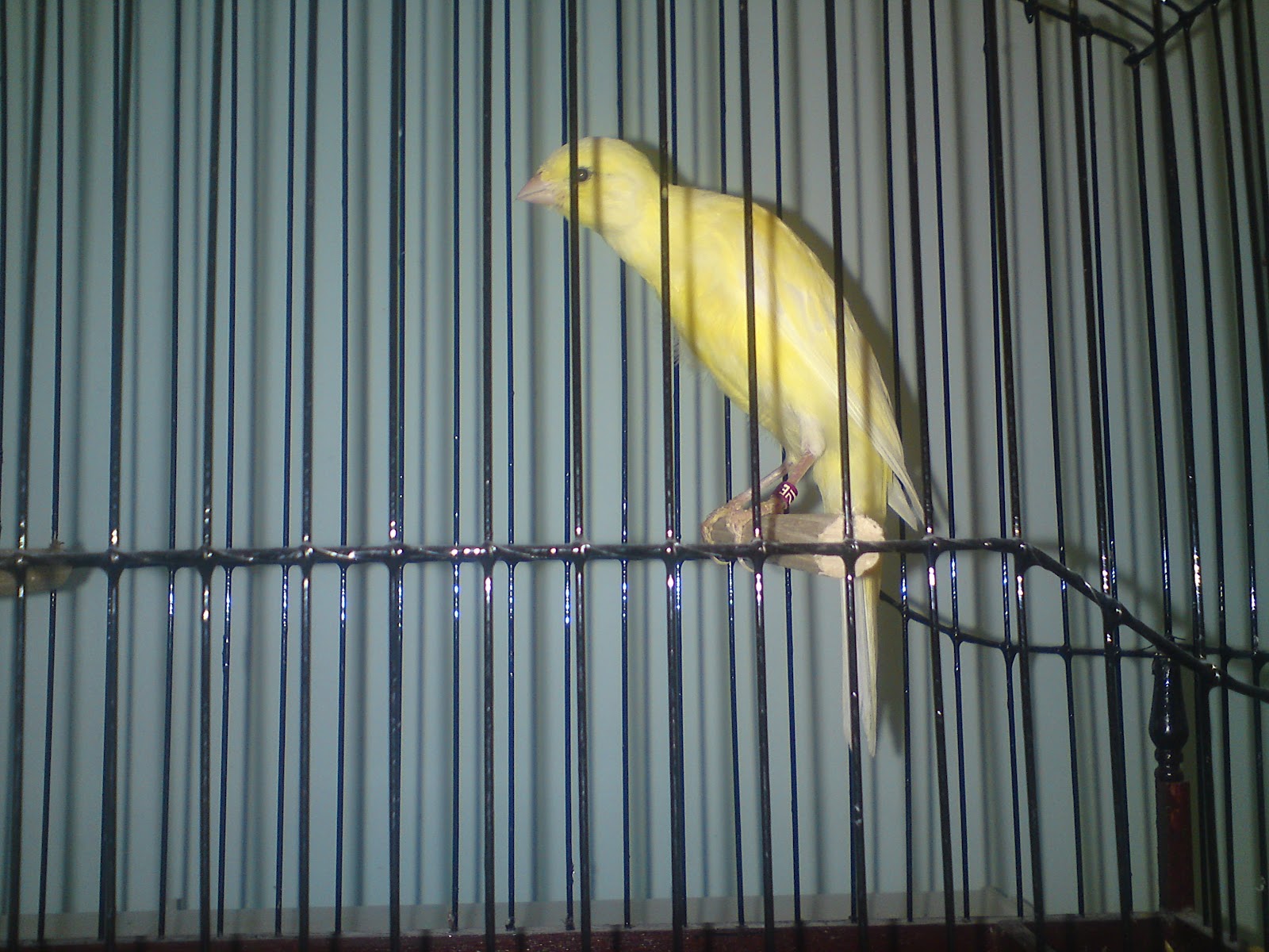 a scotch fancy canary blog